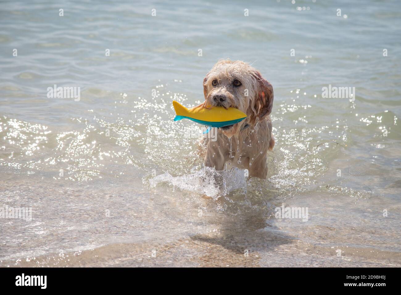 Cockapoo standing in ocean with a toy fish, Florida, USA Stock Photo ...
