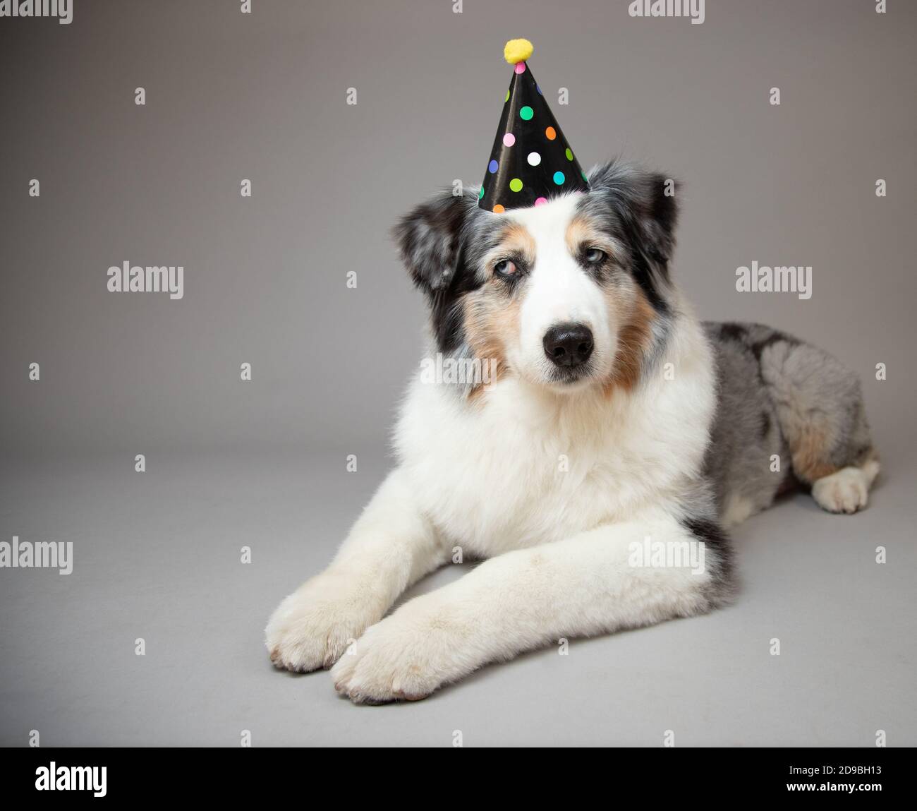 Portrait of an Australian shepherd wearing a party hat Stock Photo - Alamy