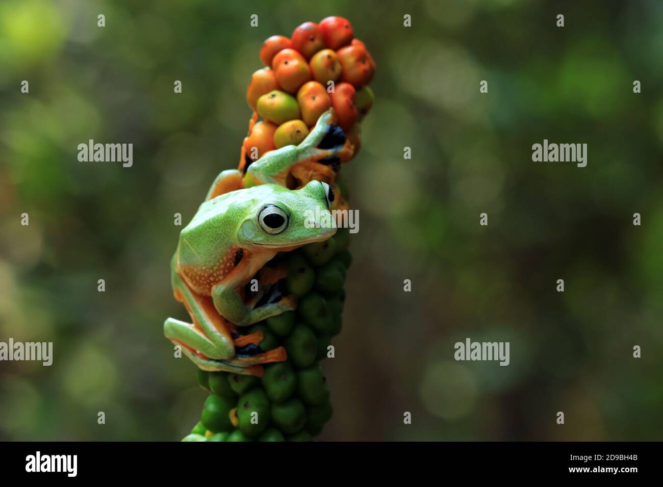 Javan tree frog on a plant, Indonesia Stock Photo - Alamy