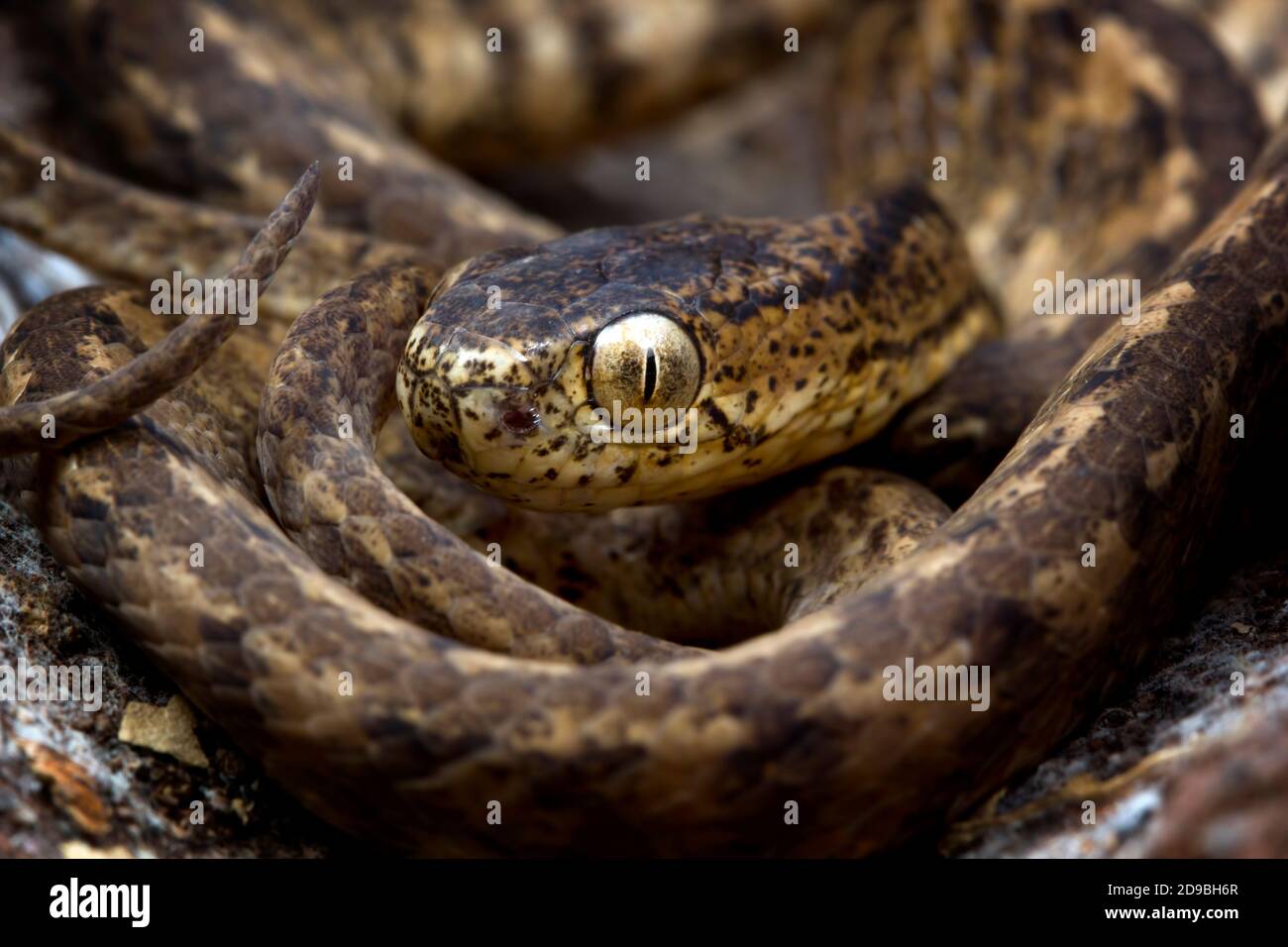 Keeled slug snake hi-res stock photography and images - Alamy