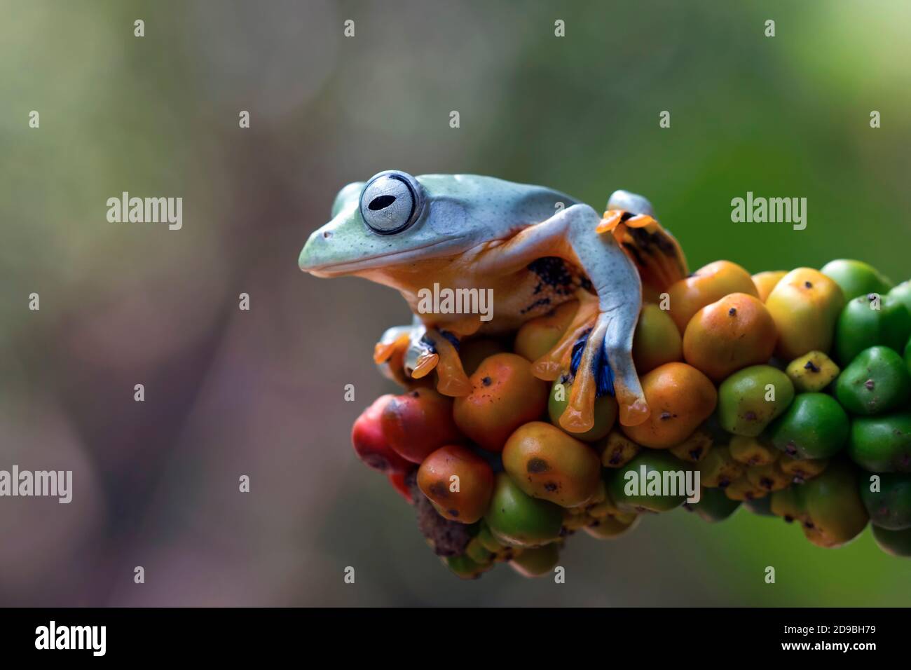Javan tree frog on a plant, Indonesia Stock Photo - Alamy