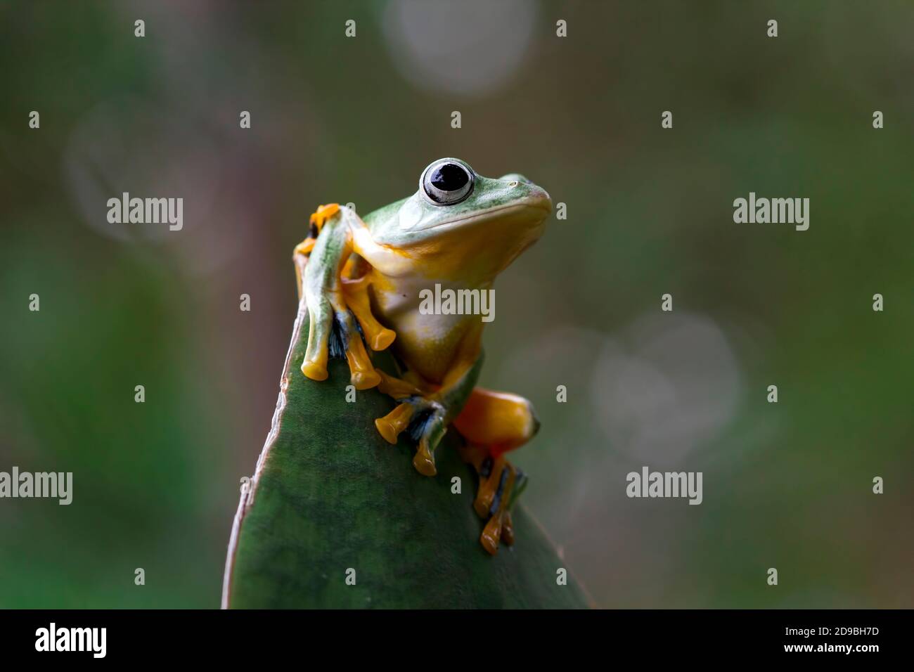 Javan tree frog on a plant, Indonesia Stock Photo - Alamy