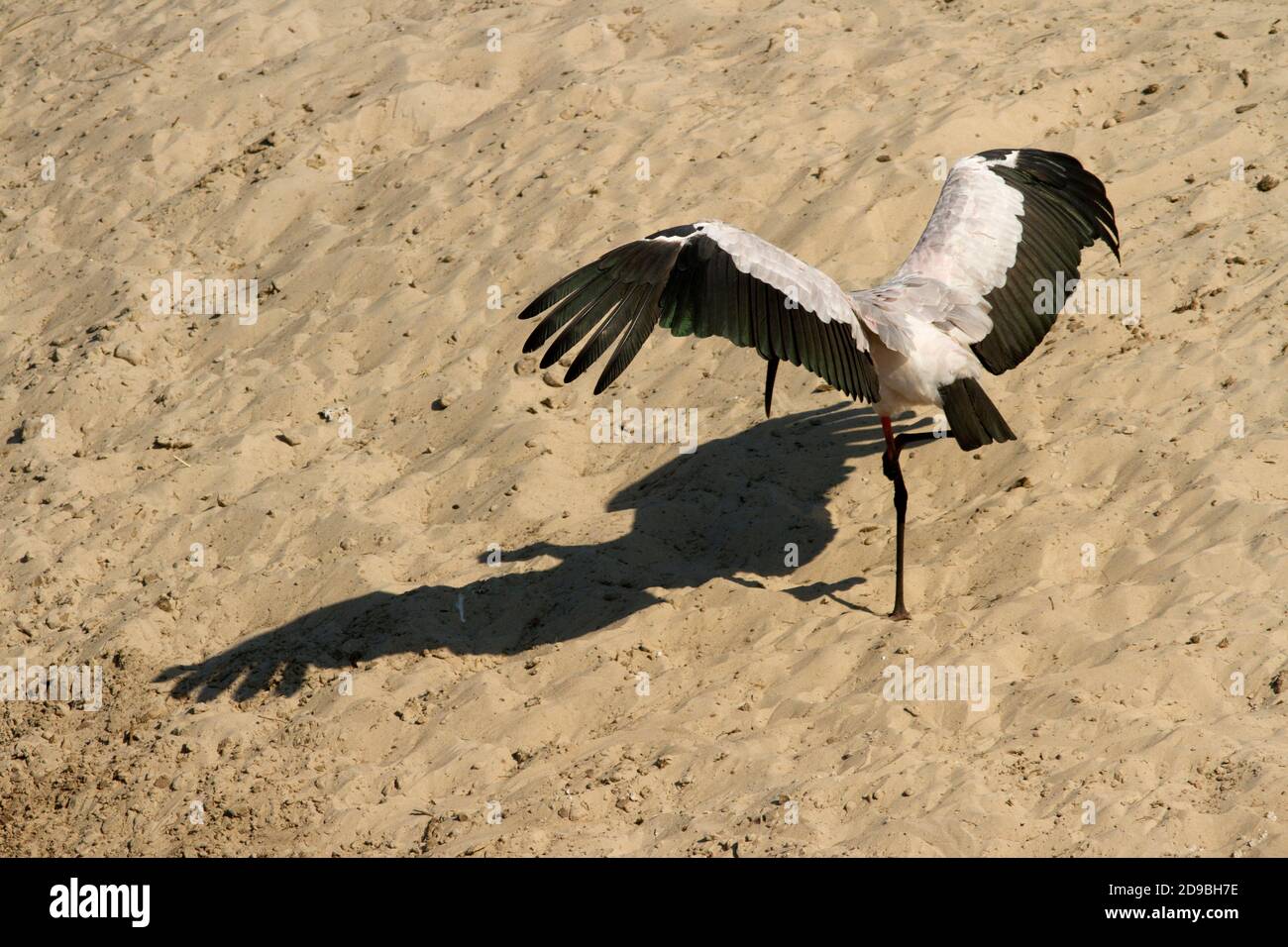 Yellow-billed Stork are often seen sunning themselves in this ...