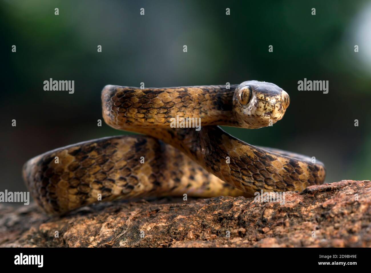 Slug eating snake hi-res stock photography and images - Alamy