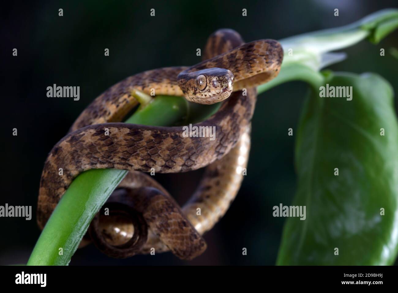 Keeled slug snake hi-res stock photography and images - Alamy