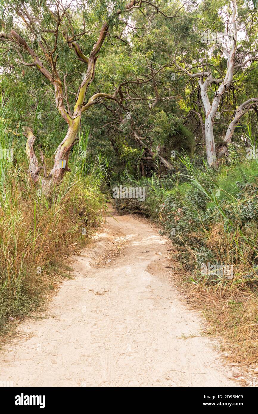 Walking path in the eucalyptus forest between trees in green foliage ...