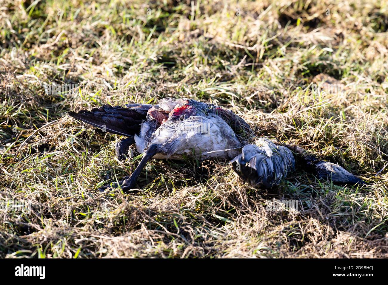 Frank wild portrait hi-res stock photography and images - Alamy