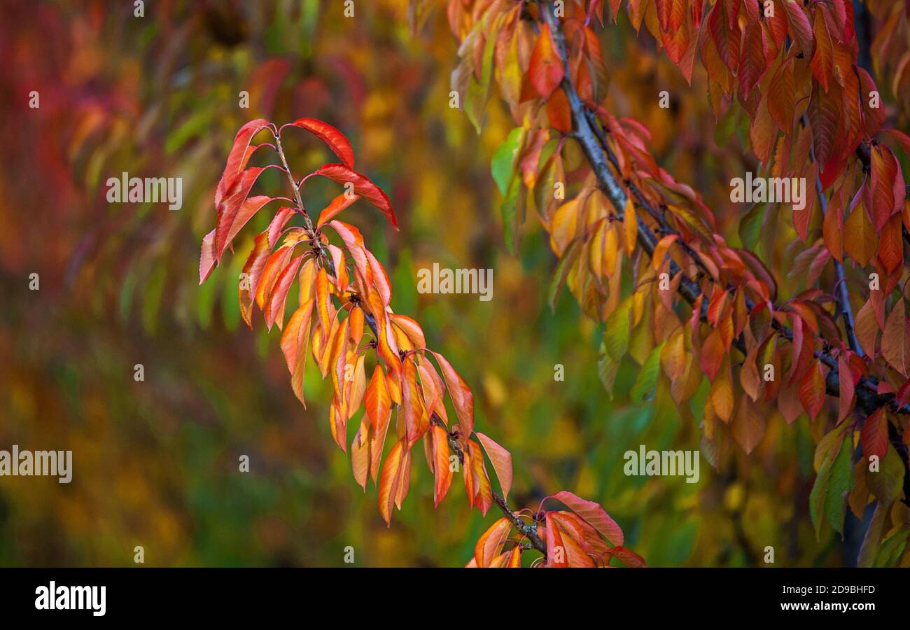 rich autumn colors of a fruit trees in an orchard image Stock Photo - Alamy