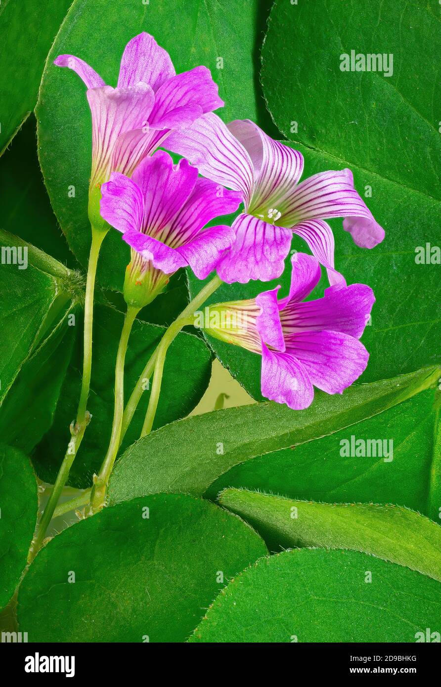 Oxalis articulata, known as pink-sorrel, pink wood sorrel, windowbox ...