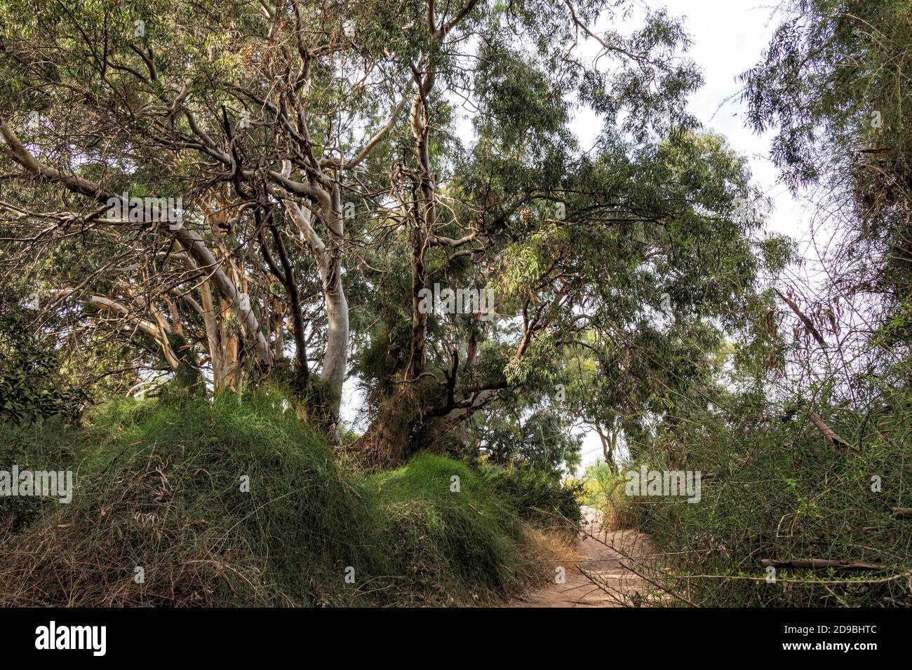 Walking way between trees hi-res stock photography and images - Alamy