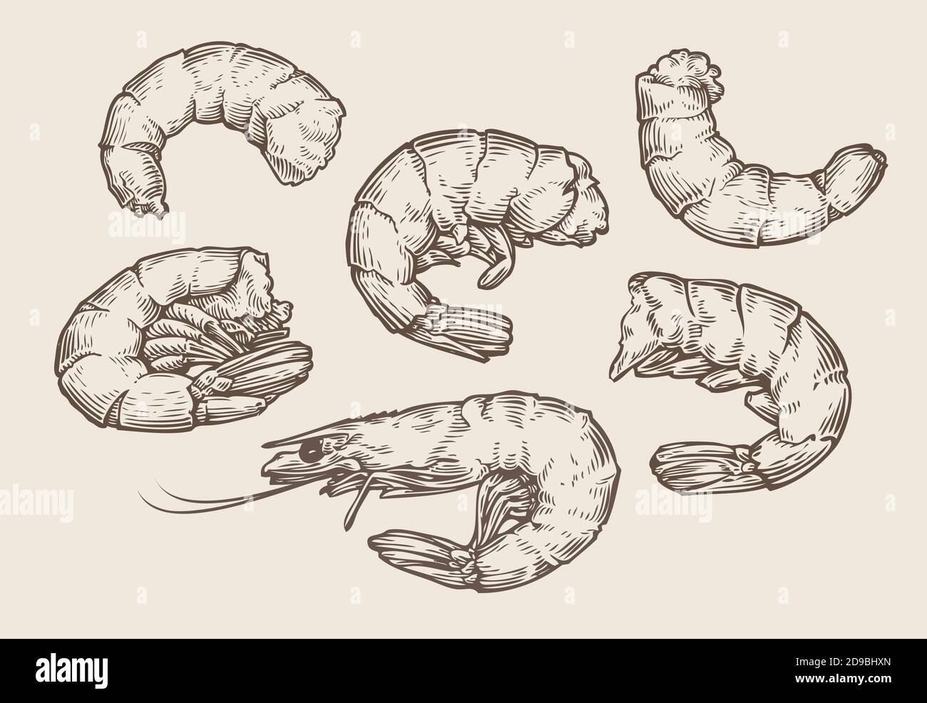 Shrimp set sketch. Seafood, food vintage vector illustration Stock ...