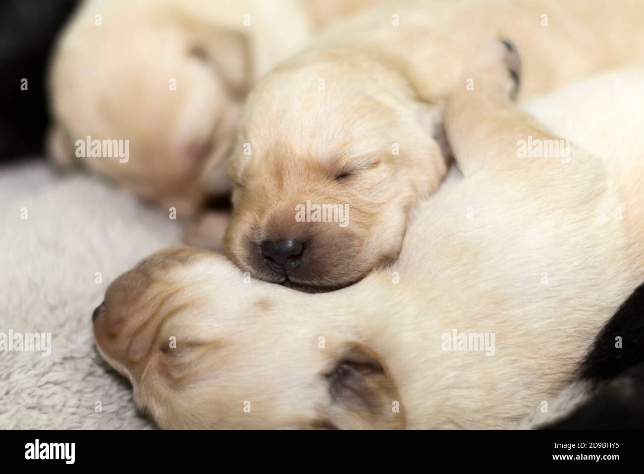 Newborn Golden Labrador puppies Stock Photo - Alamy
