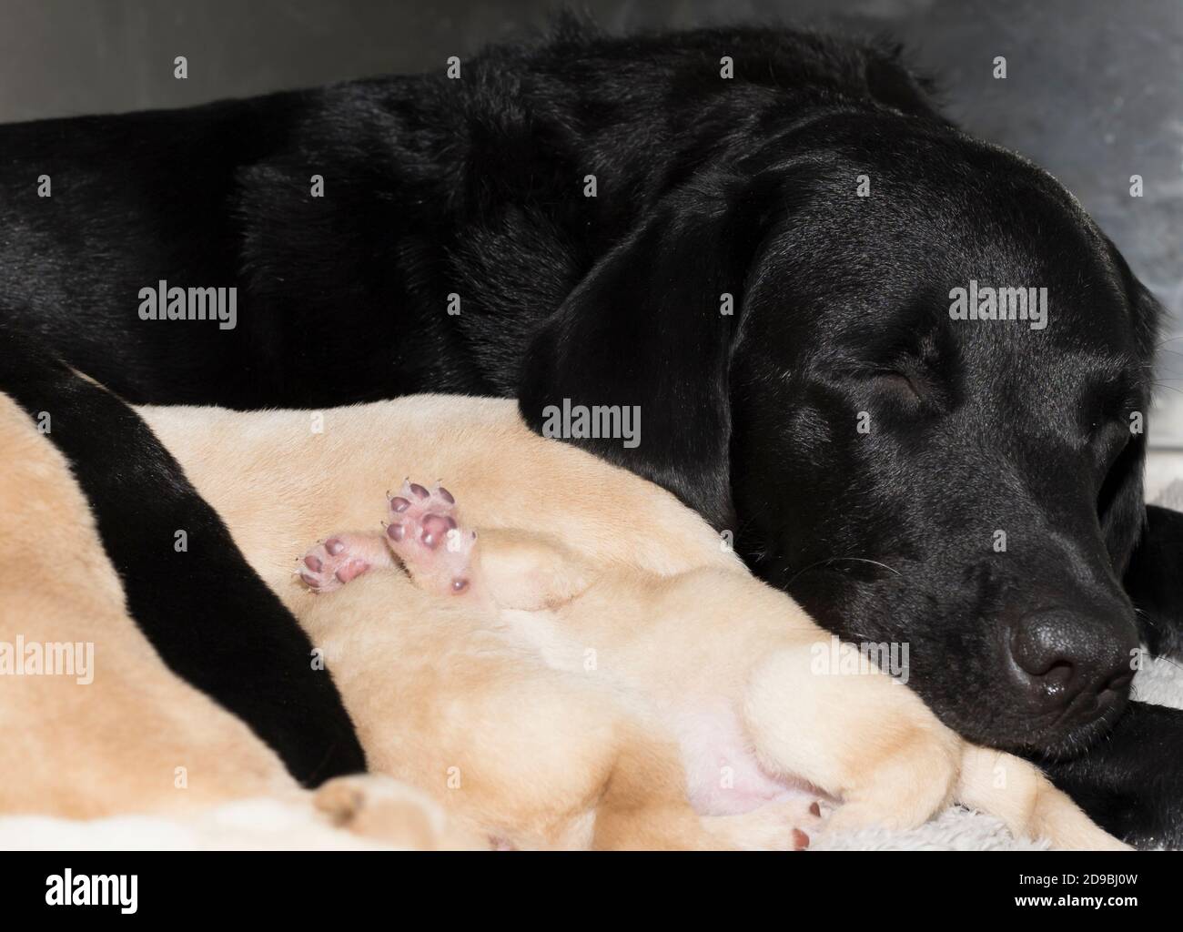 Newborn Golden Retriever Puppies High Resolution Stock Photography and ...