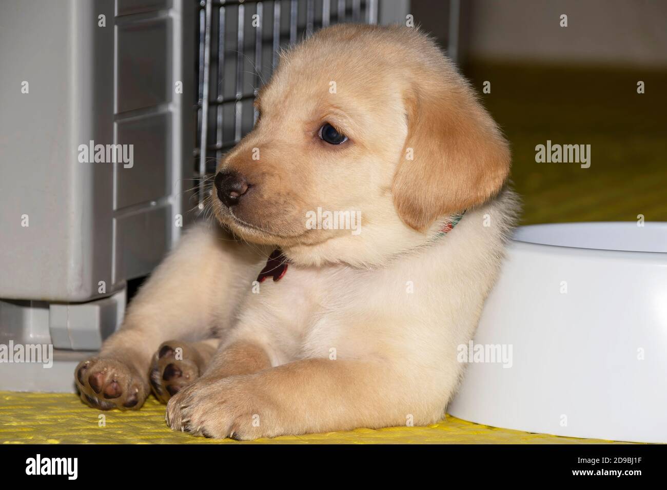 Newborn Golden Labrador puppies Stock Photo - Alamy