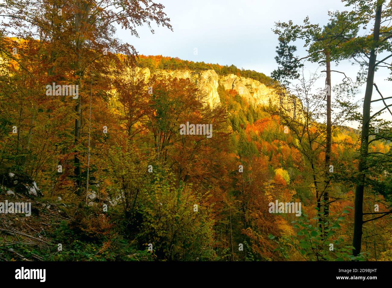 Colorful autumn forest mountain landscape panorama sunset - Austria ...