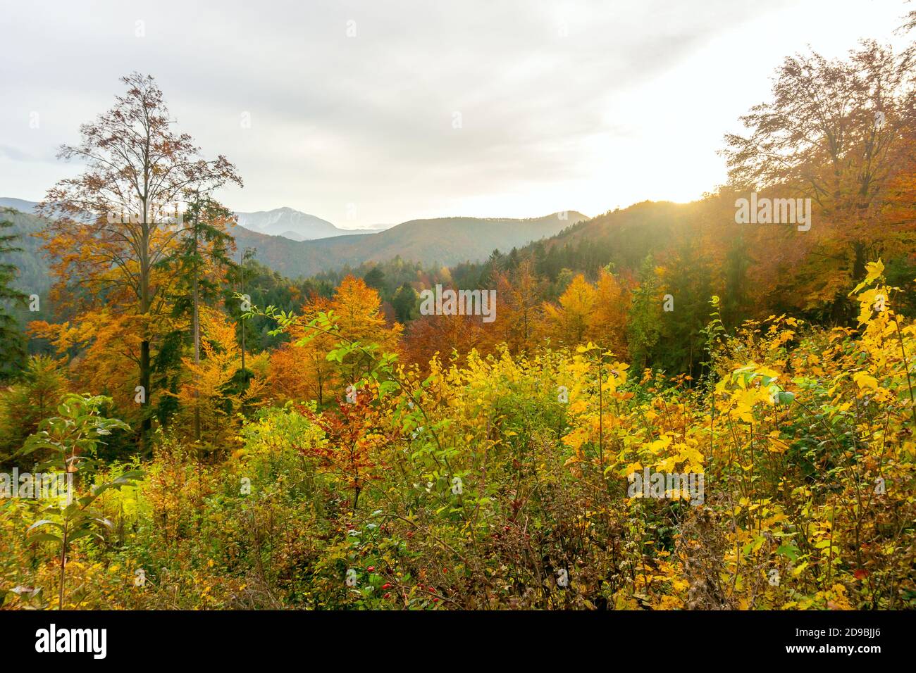 Colorful autumn forest mountain landscape panorama sunset - Austria ...