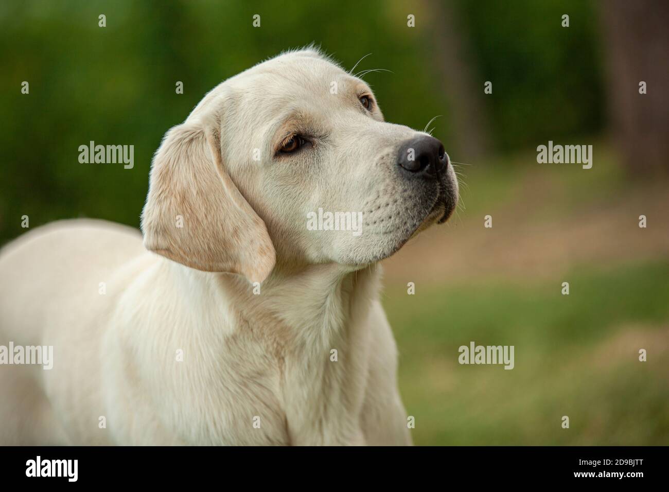 Labrador dog close up Portrait with a countryside backdrop Stock Photo ...