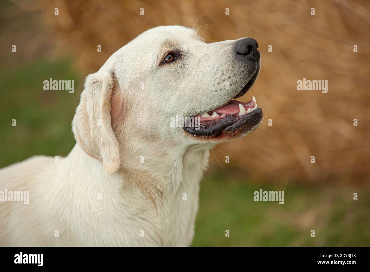 Labrador dog close up Portrait with a countryside backdrop Stock Photo ...
