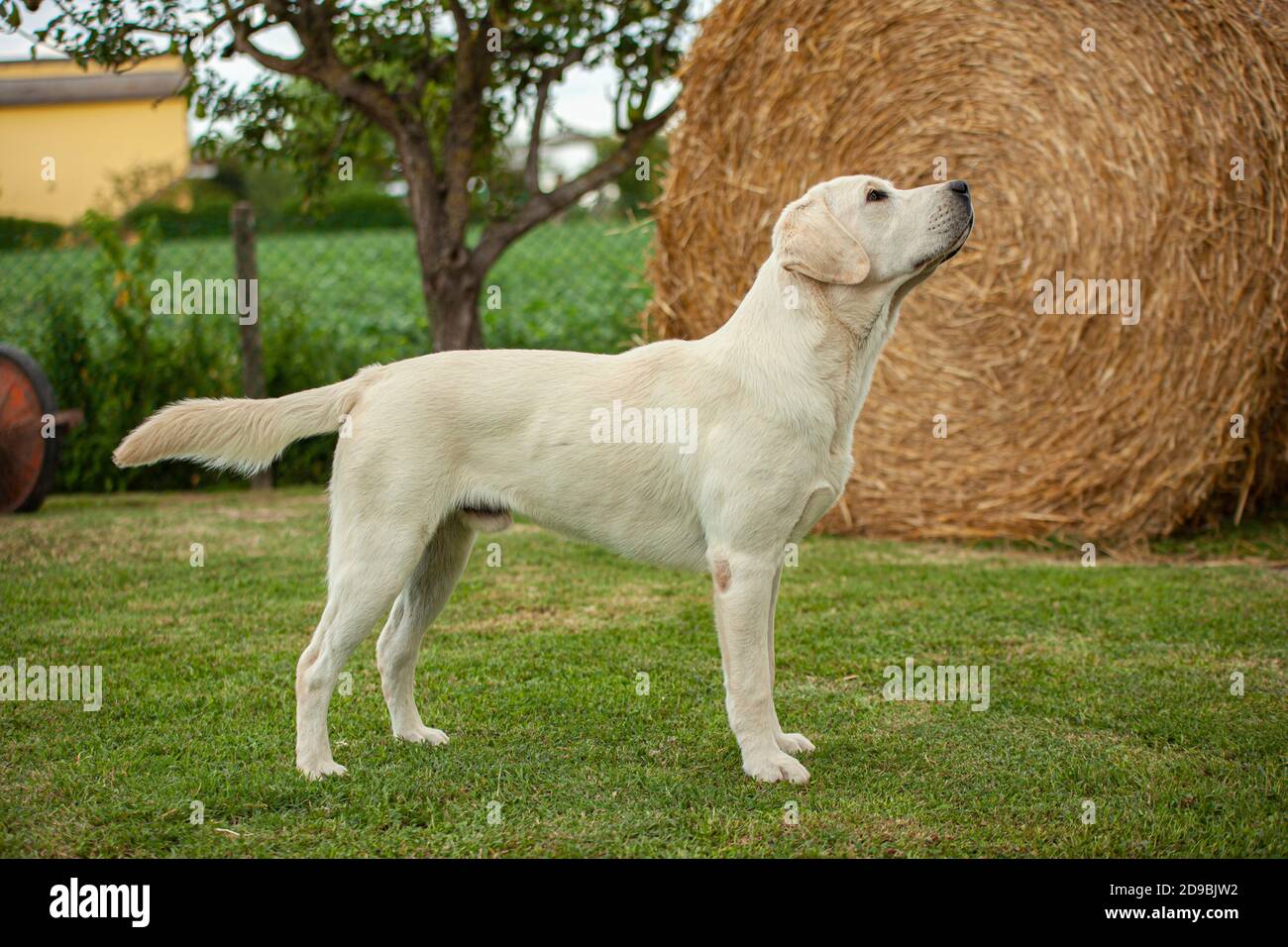 Labrador Dog Posing in a dog show with a countryside backdrop Stock ...