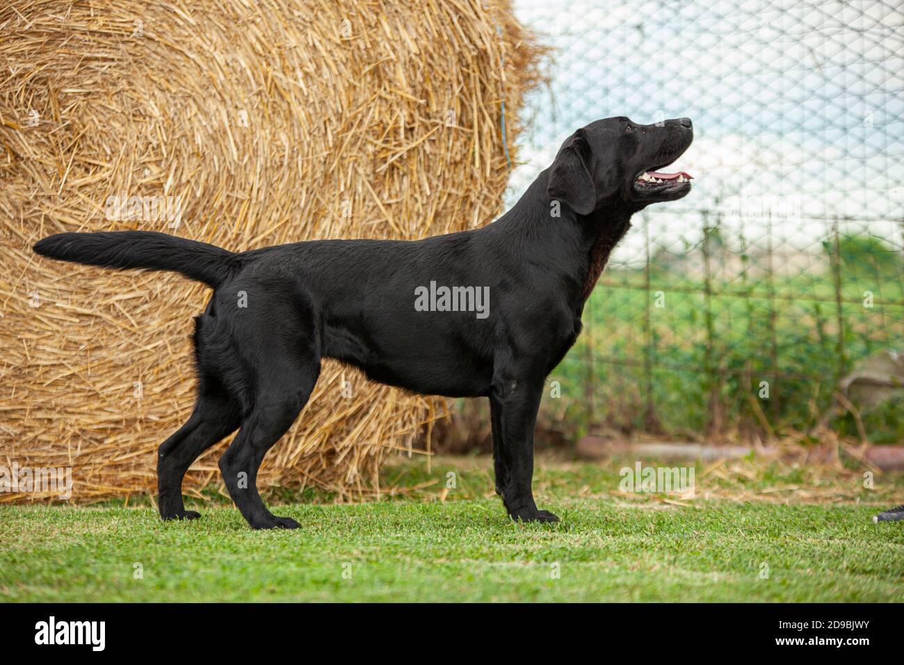 Labrador Dog Posing in a dog show with a countryside backdrop Stock ...