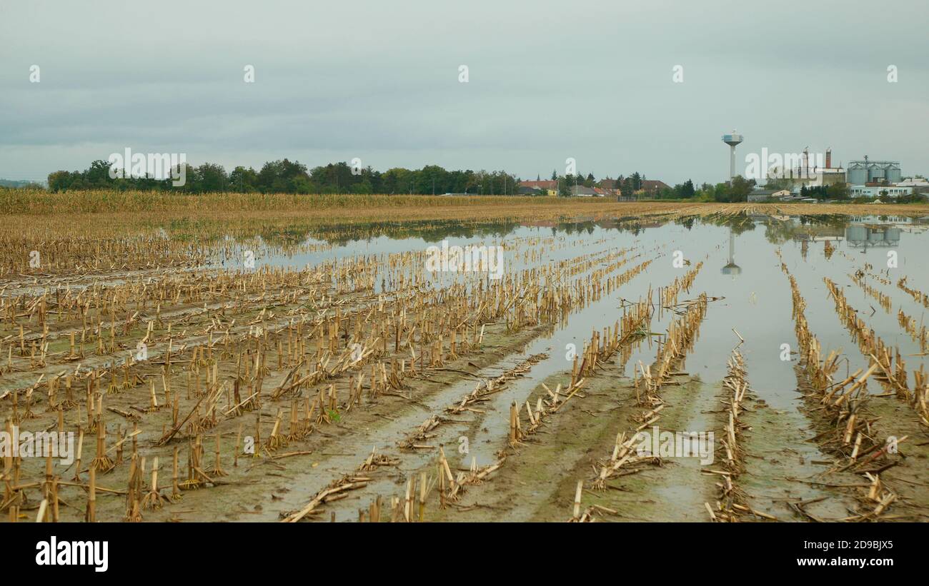 Flood corn blight mud mold yellow ears plants field harvested damaged ...