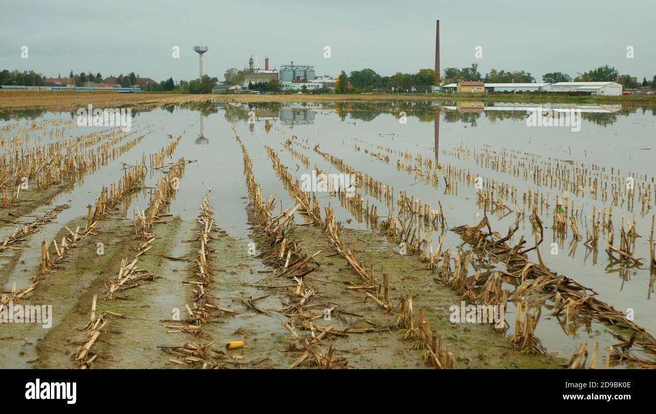 Flood corn blight mud mold yellow ears plants field harvested damaged ...