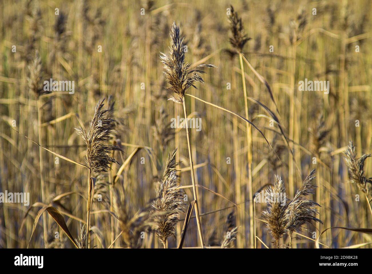 Thickets of grass growing in the water . The colours of autumn ...