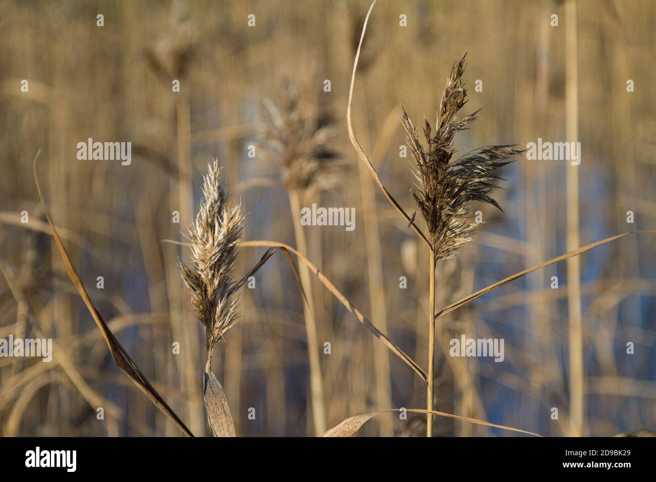 Grass growing in the water . The colours of autumn. Horizontal ...