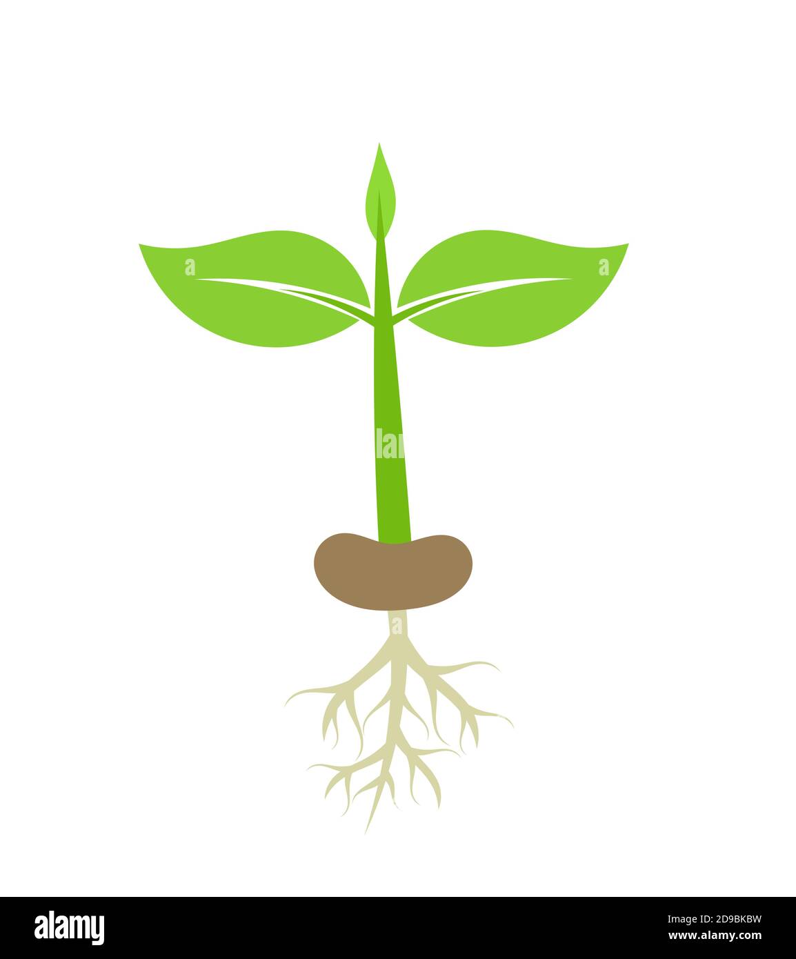 Plant seedling with roots. Vector illustration Stock Vector Image & Art ...