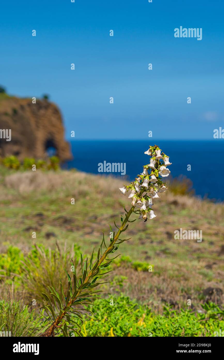 Azorina flower hi-res stock photography and images - Alamy