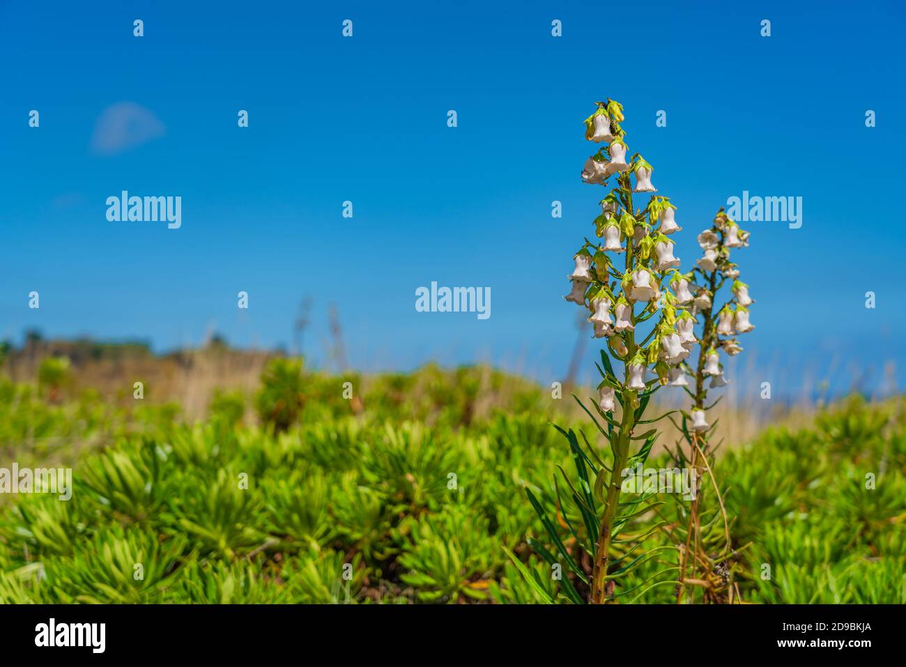 Azorina flower hi-res stock photography and images - Alamy