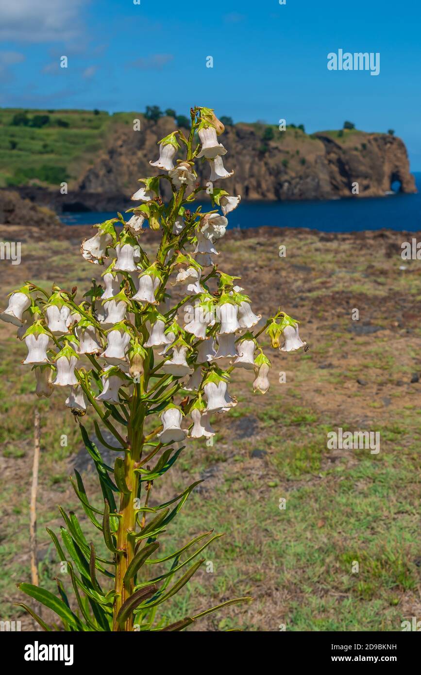 View to azorina flower at the Atlantic ocean, Sao Miguel, Azores with ...