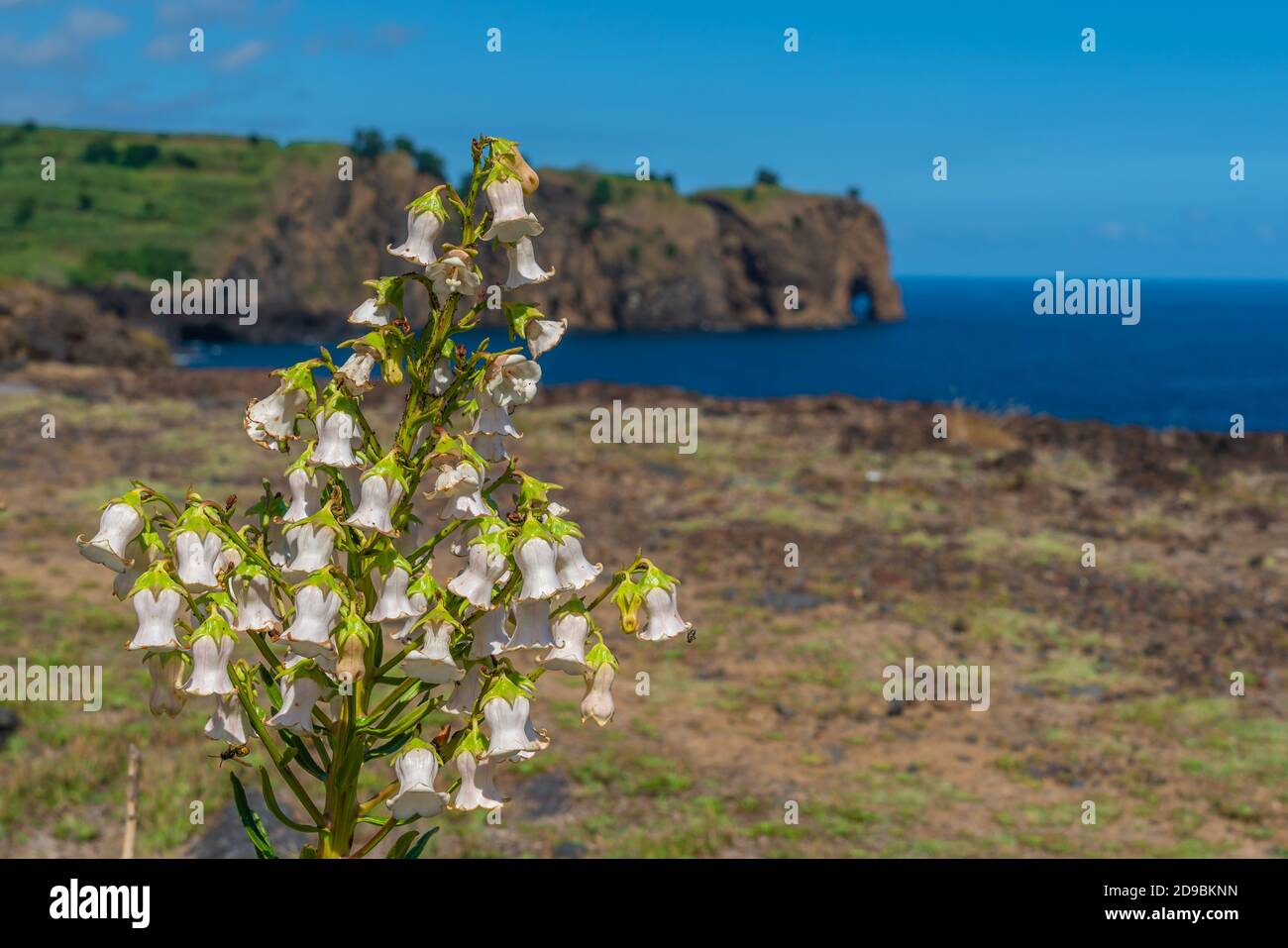 Lily sao miguel azores hi-res stock photography and images - Alamy