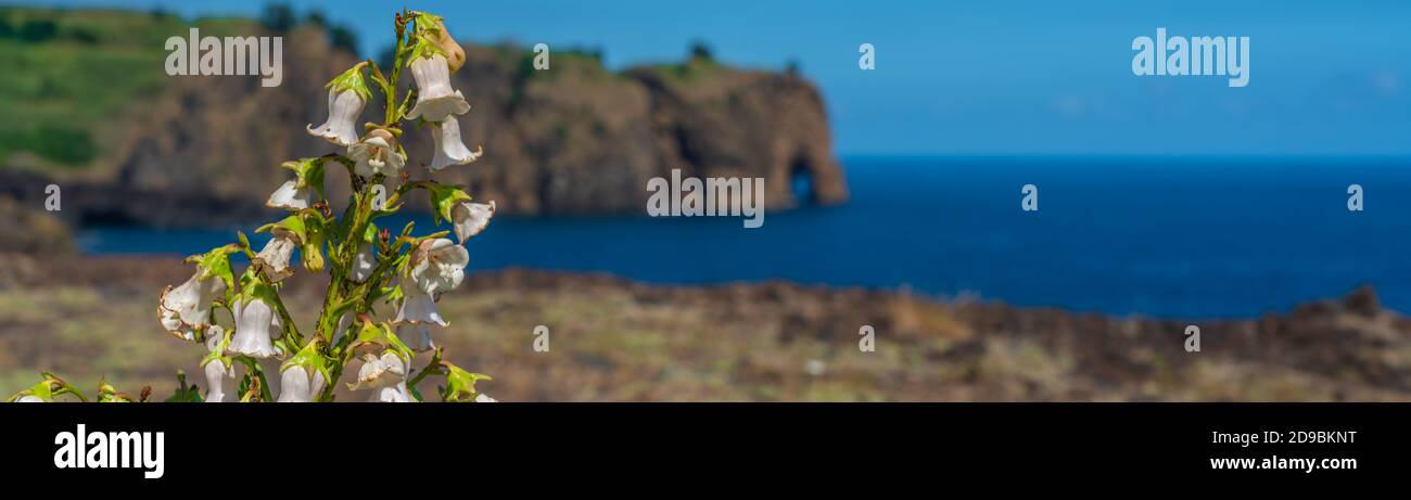 Azorina hi-res stock photography and images - Alamy