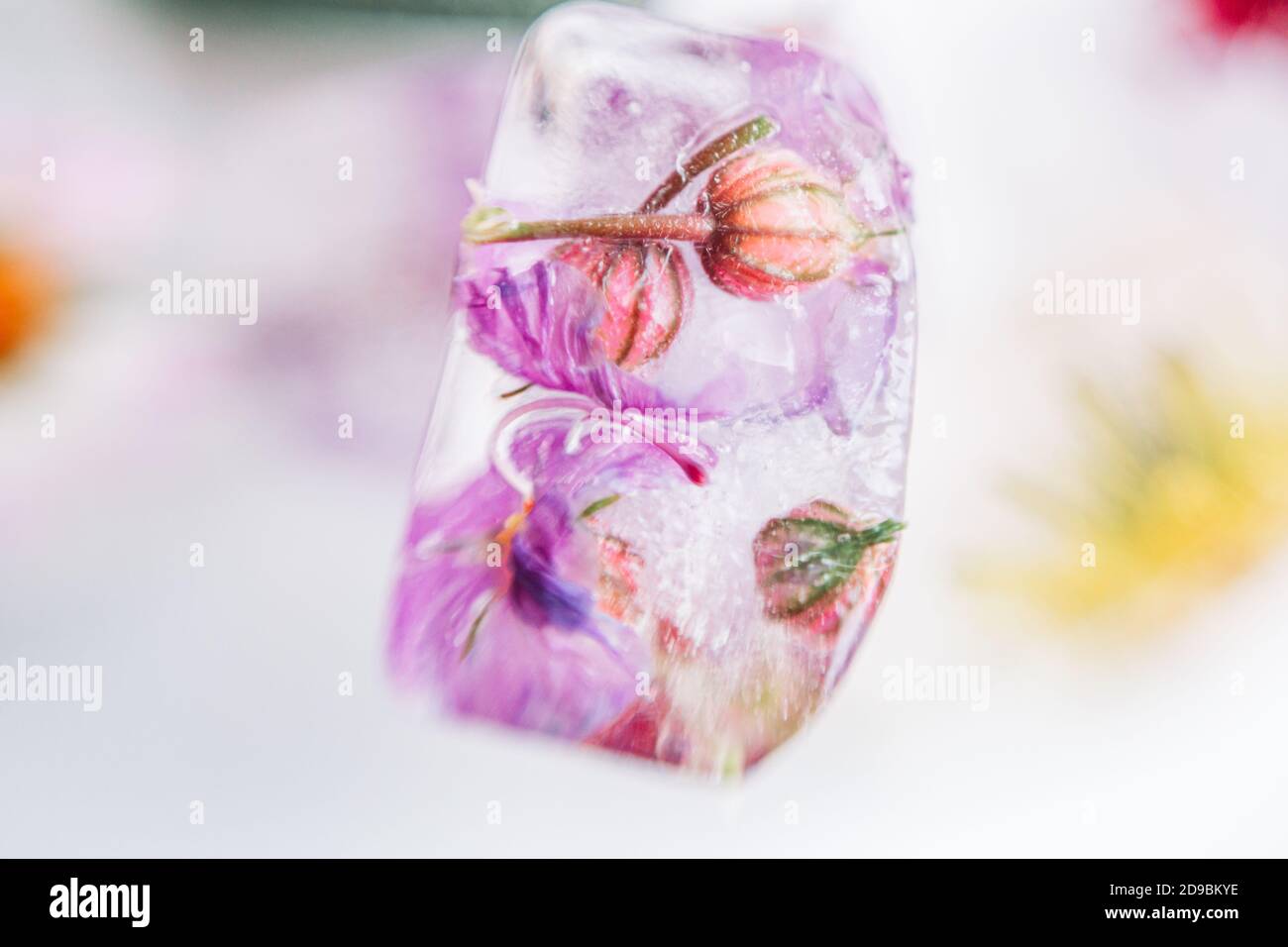 Ice cubes with flowers inside on white background. Springtime symbolism ...