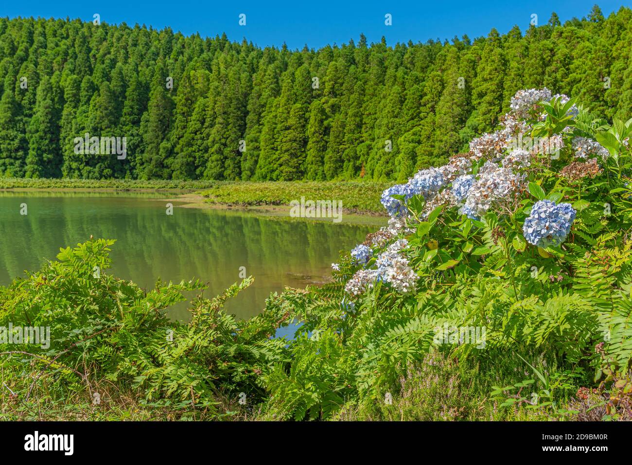 Lake Canary's Lagoon on Sao Miguel Island, Azores archipelago, Portugal ...