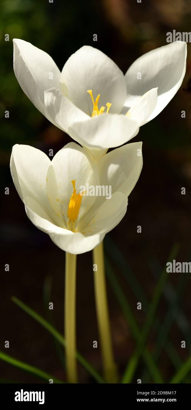 Crocus goulimyi Mani White Stock Photo - Alamy