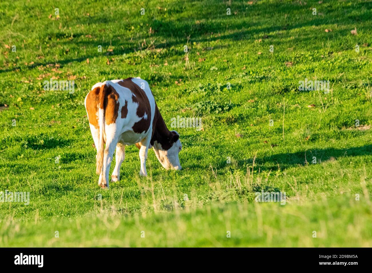 portrait of holstein cow in pasture Stock Photo - Alamy