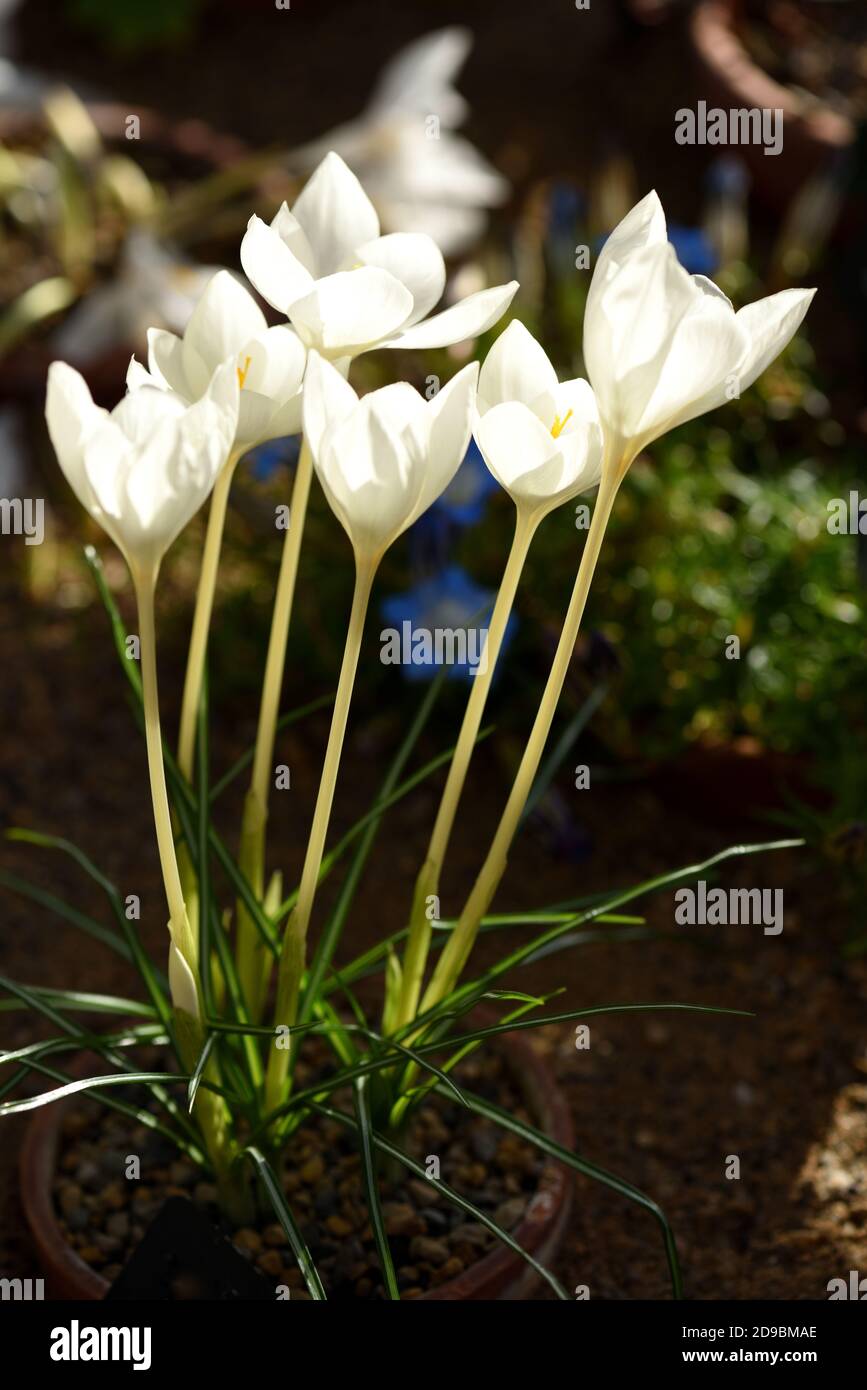 Crocus goulimyi Mani White Stock Photo - Alamy