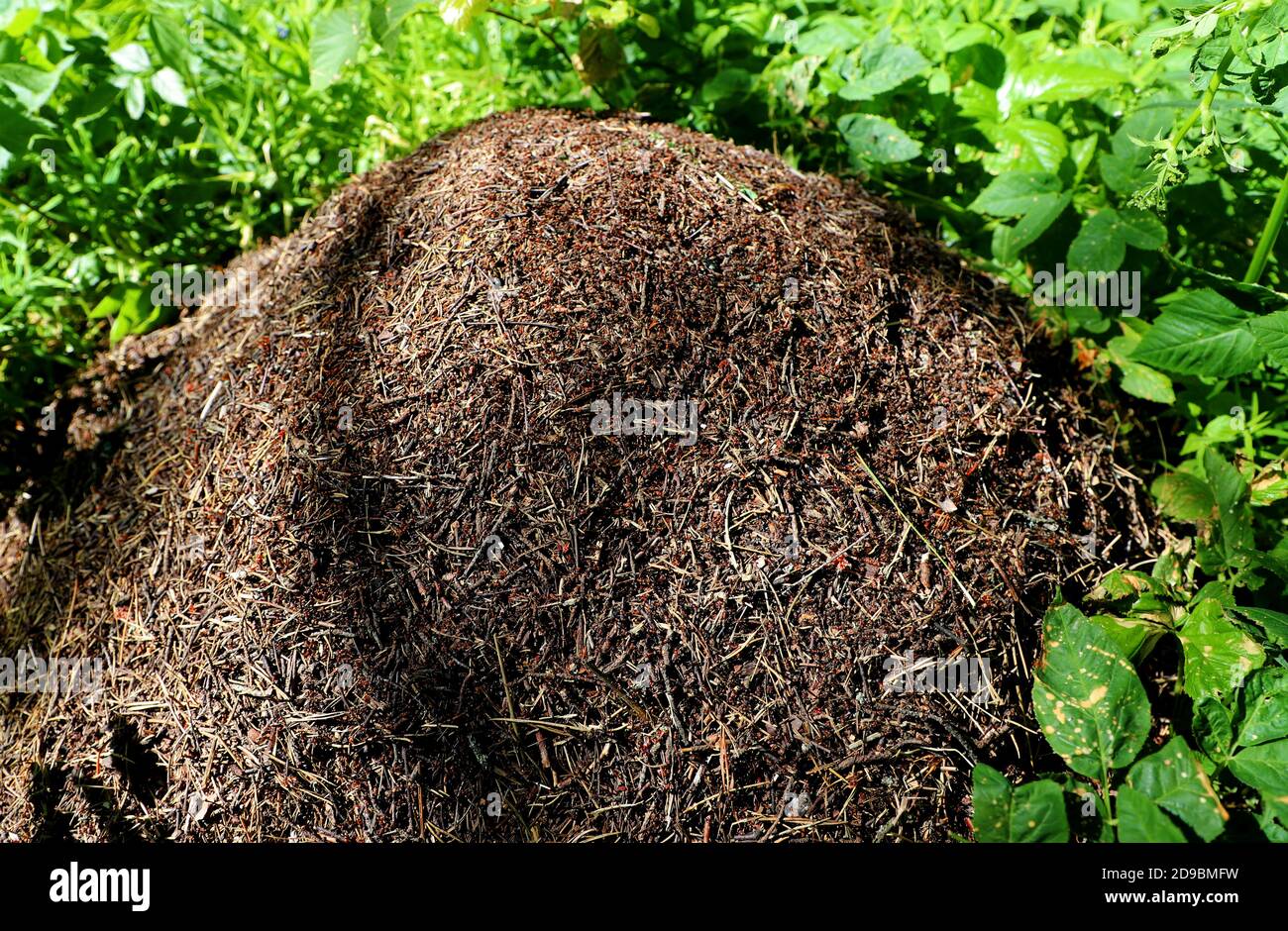 Huge Ant Colony