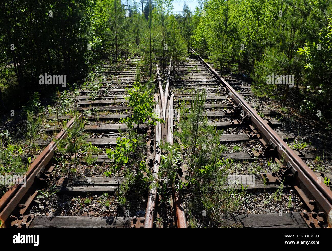 Old, abandoned, perspective rails overgrown by grass and bushes Stock ...