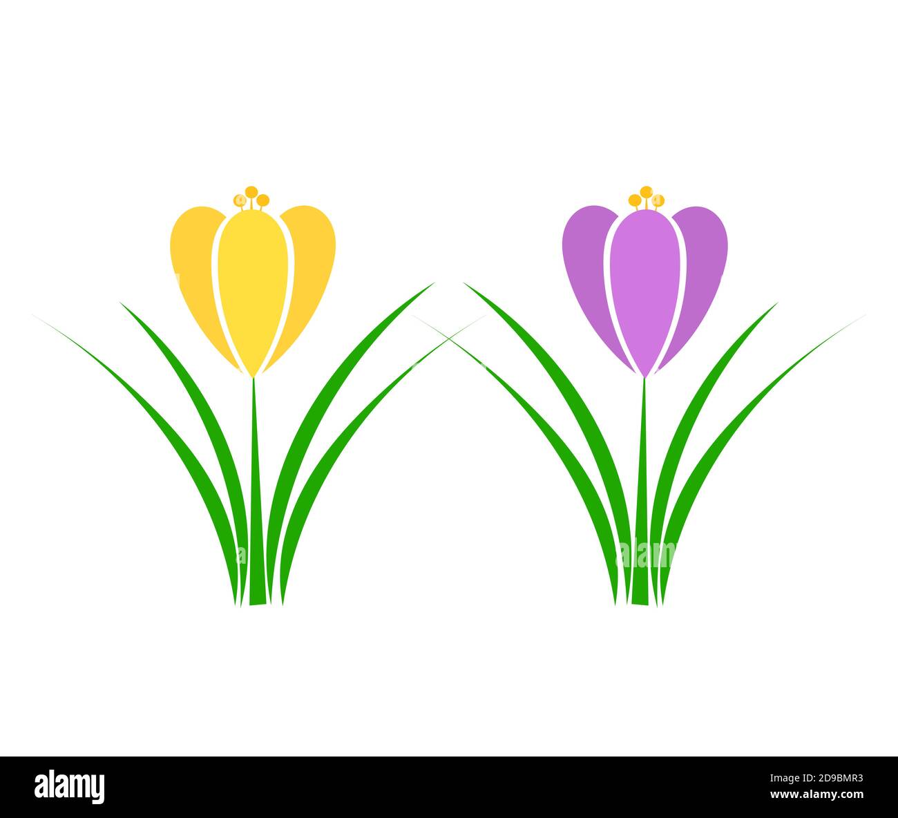 Two spring Crocus flowers. Vector illustration Stock Vector Image & Art ...