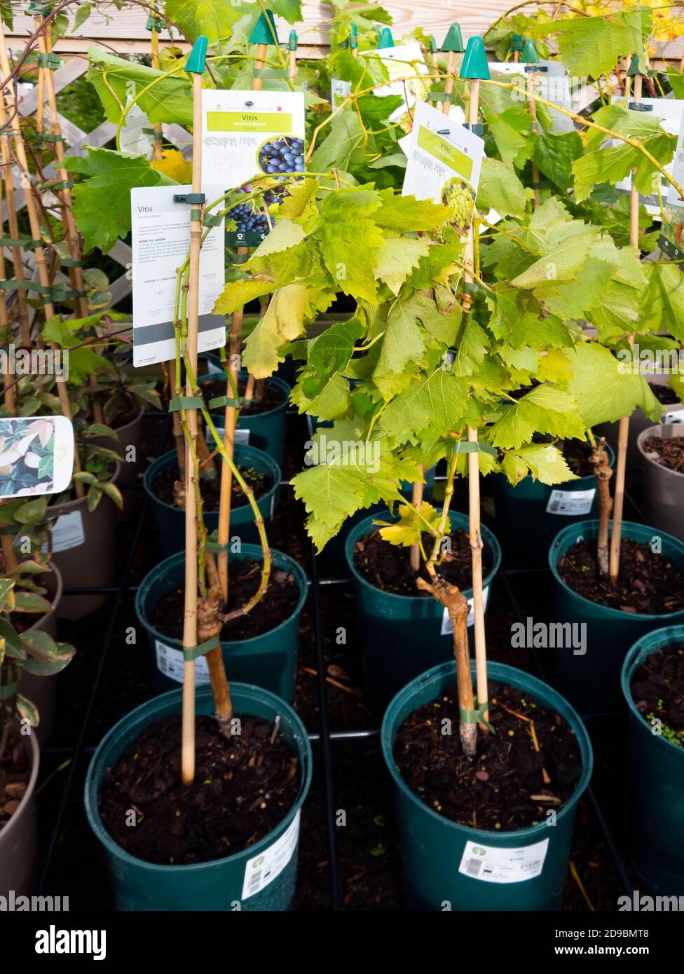 Roses display garden centre hi-res stock photography and images - Alamy