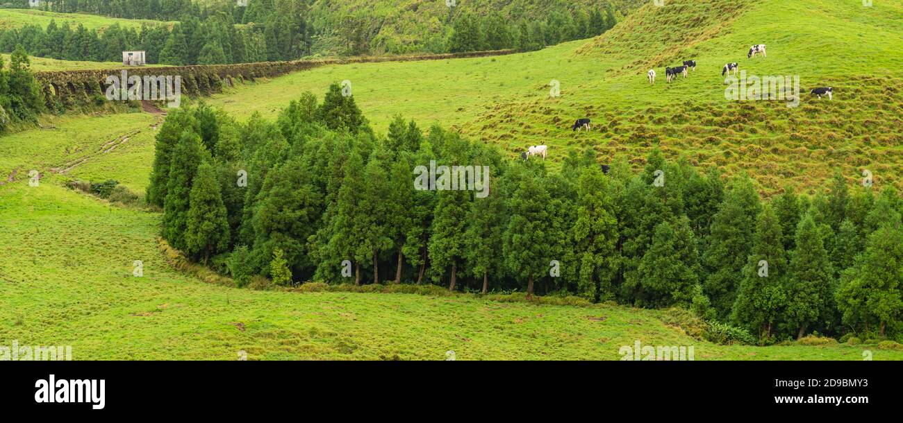 Beautiful landscape sceneries in Azores Portugal. Tropical nature in ...