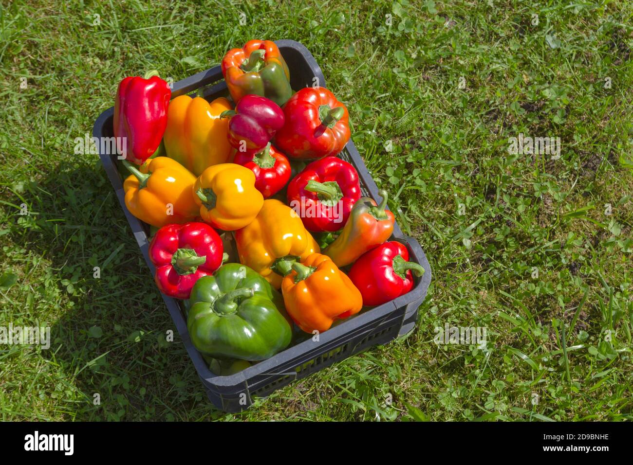 a colorful mix of paprika capsicum in a box on a green grass background ...