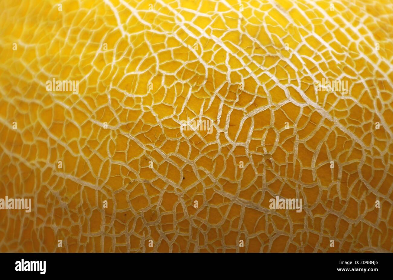 Watermelon stomach hi-res stock photography and images - Alamy