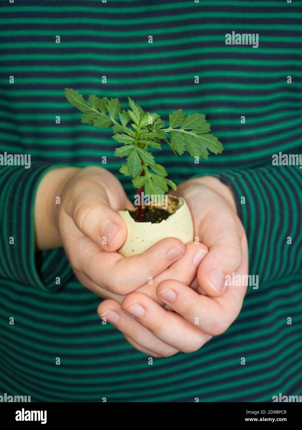 Hand and sprout hi-res stock photography and images - Alamy