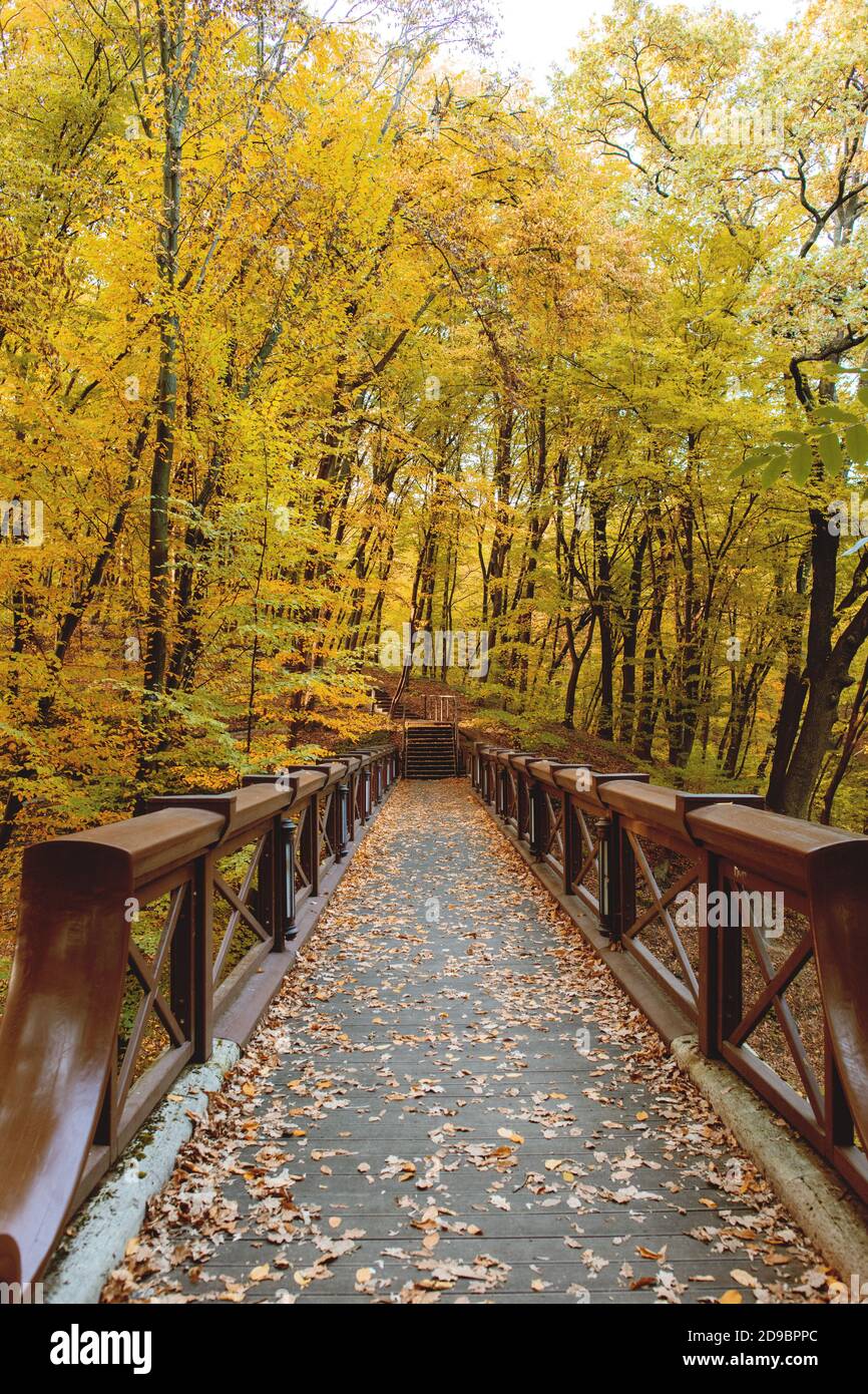 Wooden bridge in the forest hi-res stock photography and images - Alamy