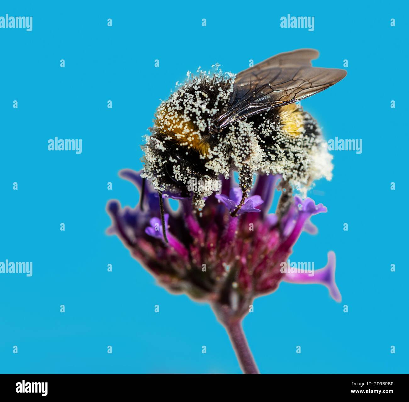 Bumblebee full of pollen on a flower blossom Stock Photo - Alamy