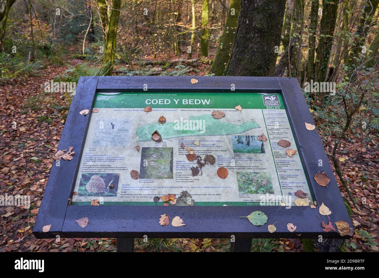 The Coed y Bedw nature reserve near Cardiff, South Wales. Managed by ...